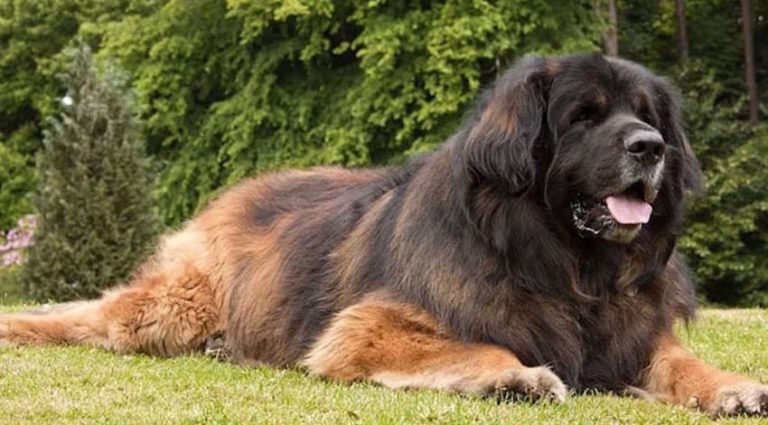 32 самые большие породы собак